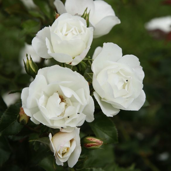 KORDES ROSEN Strauchrose, Rosa »Weisse Wolke®«, Blüte: weiß, gefüllt ...