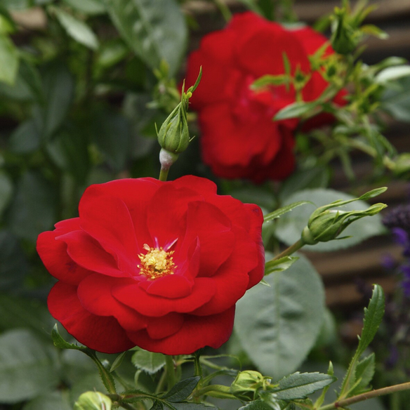 KORDES ROSEN Kleinstrauchrose, Rosa »Cayenne®«, Blüten: samtrot ...