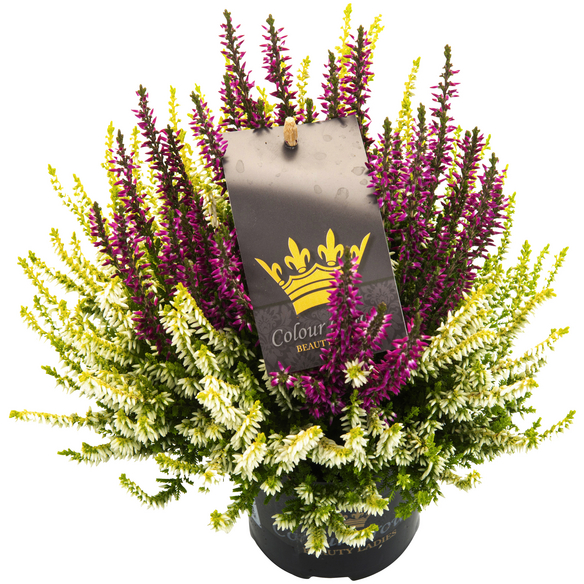Beauty Ladies Besenheide, Calluna vulgaris »Color Crown«, max ...