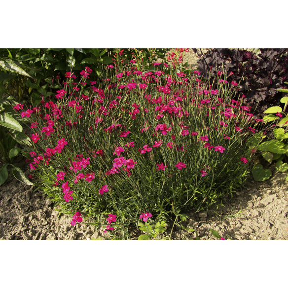 DIETER DENZER GARTENBAU Staude, »Steingarten-Mix«, im 1-Liter Swing ...