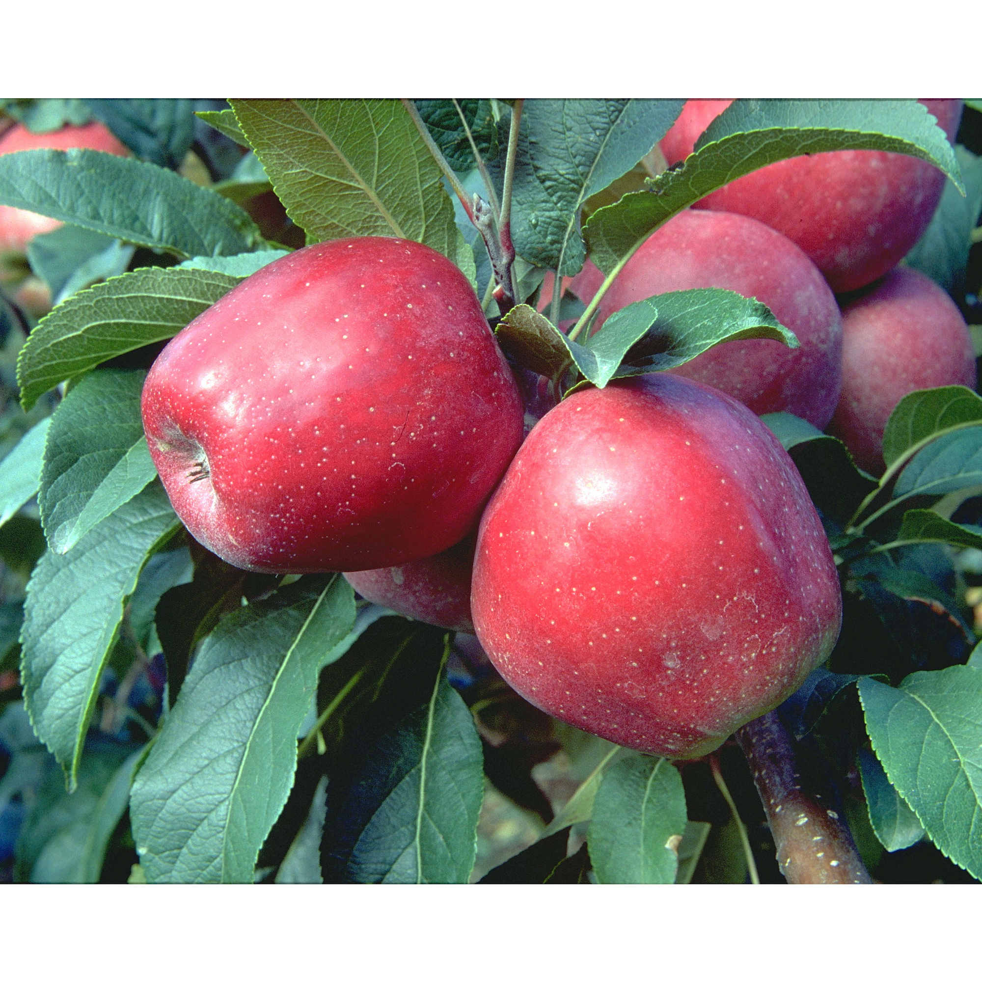 Gartenkrone Apfel, Malus domestica »Gloster«, Früchte: sauer - hagebau.de
