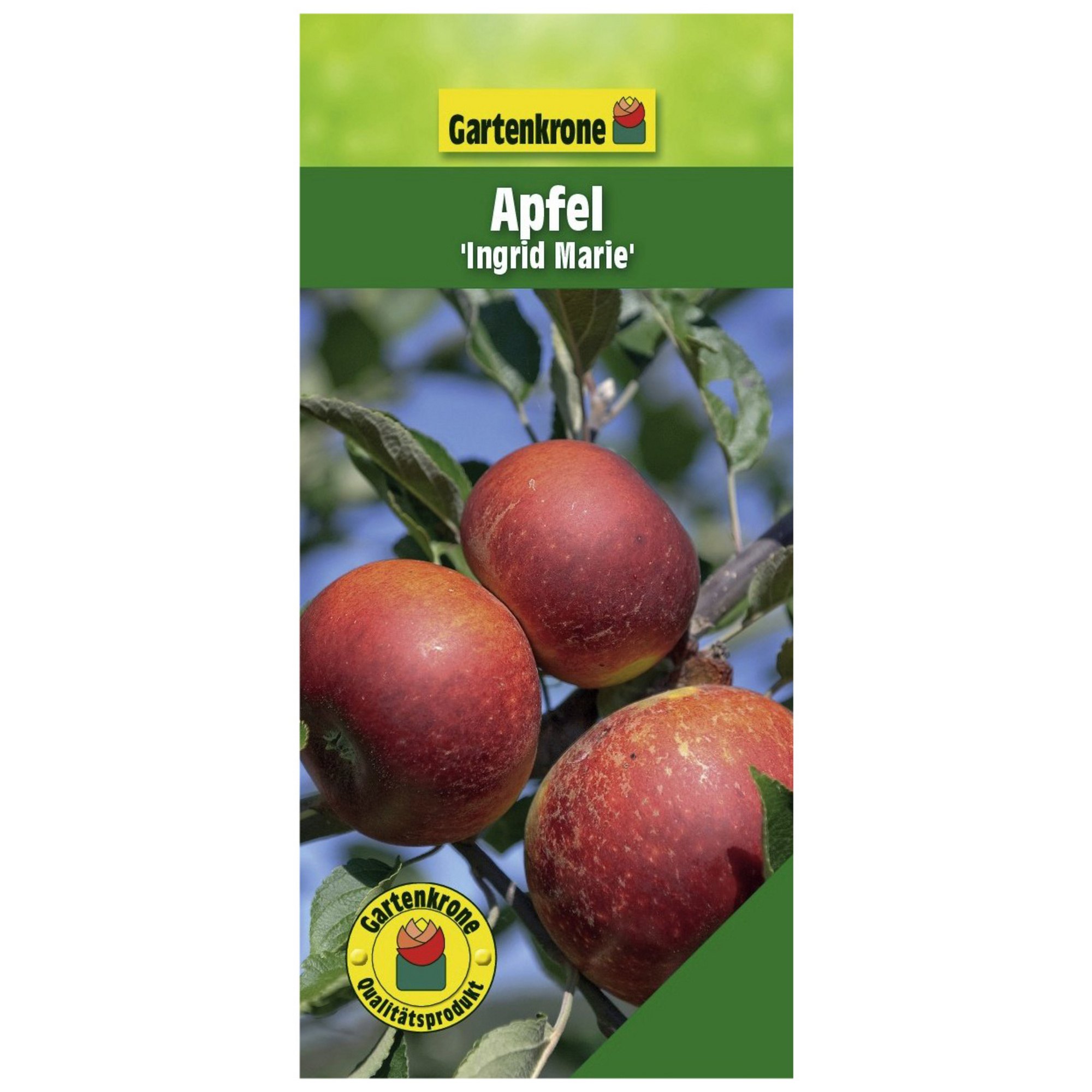 Gartenkrone Apfel, Malus domestica »Ingrid Marie«, Früchte: süß ...