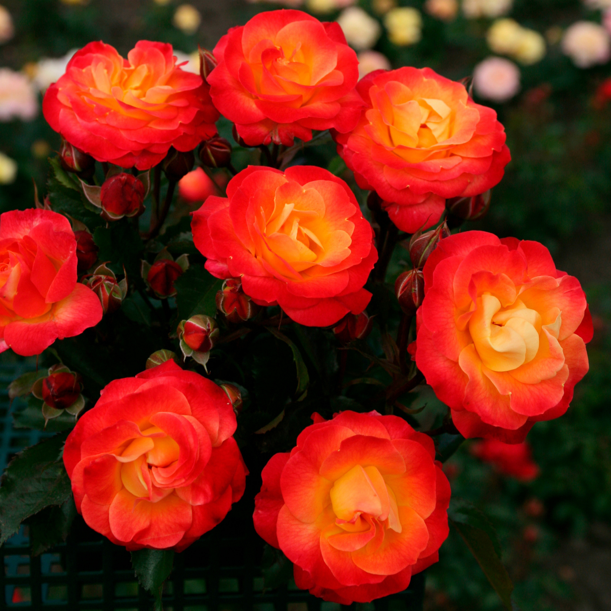 KORDES ROSEN Beetrose, Rosa »Firebird®«, Blüte: gelb, gefüllt - hagebau.de