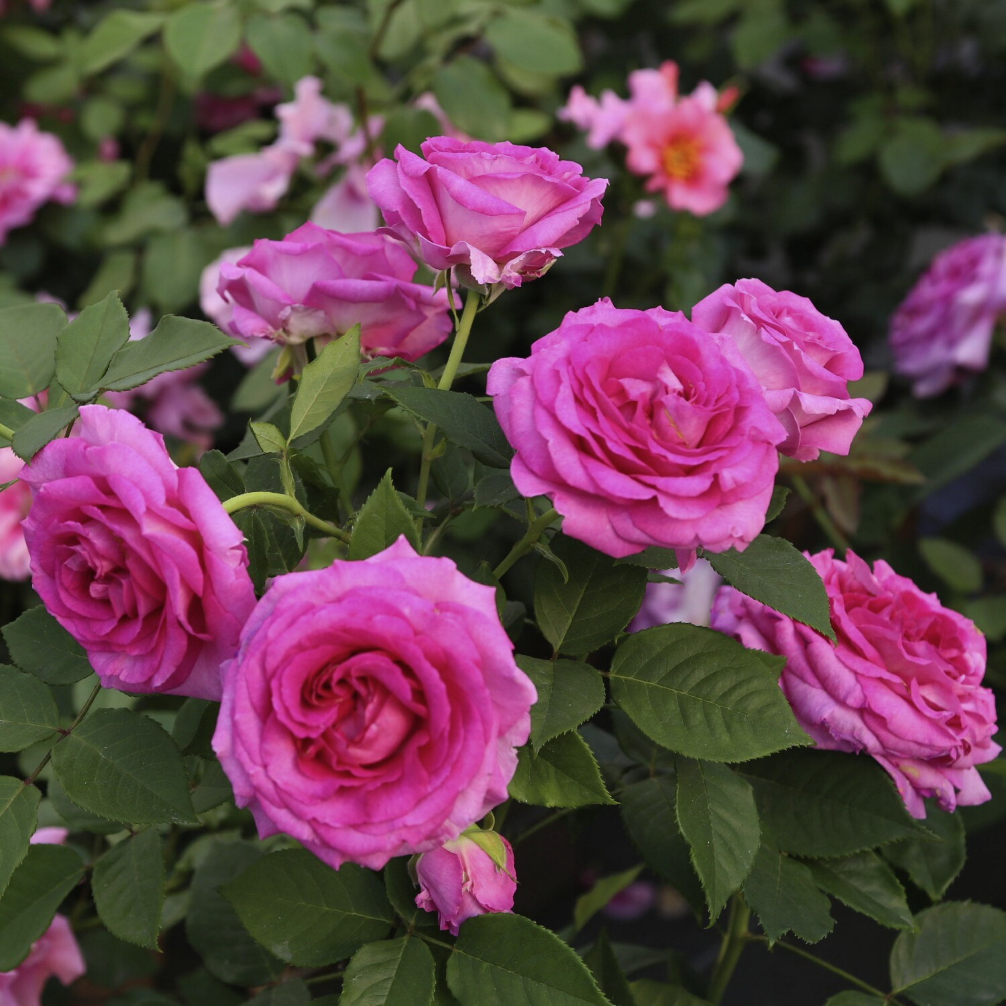 KORDES ROSEN Beetrose, Rosa »Fräulein Maria«, Blüte: rosa/pink, gut ...