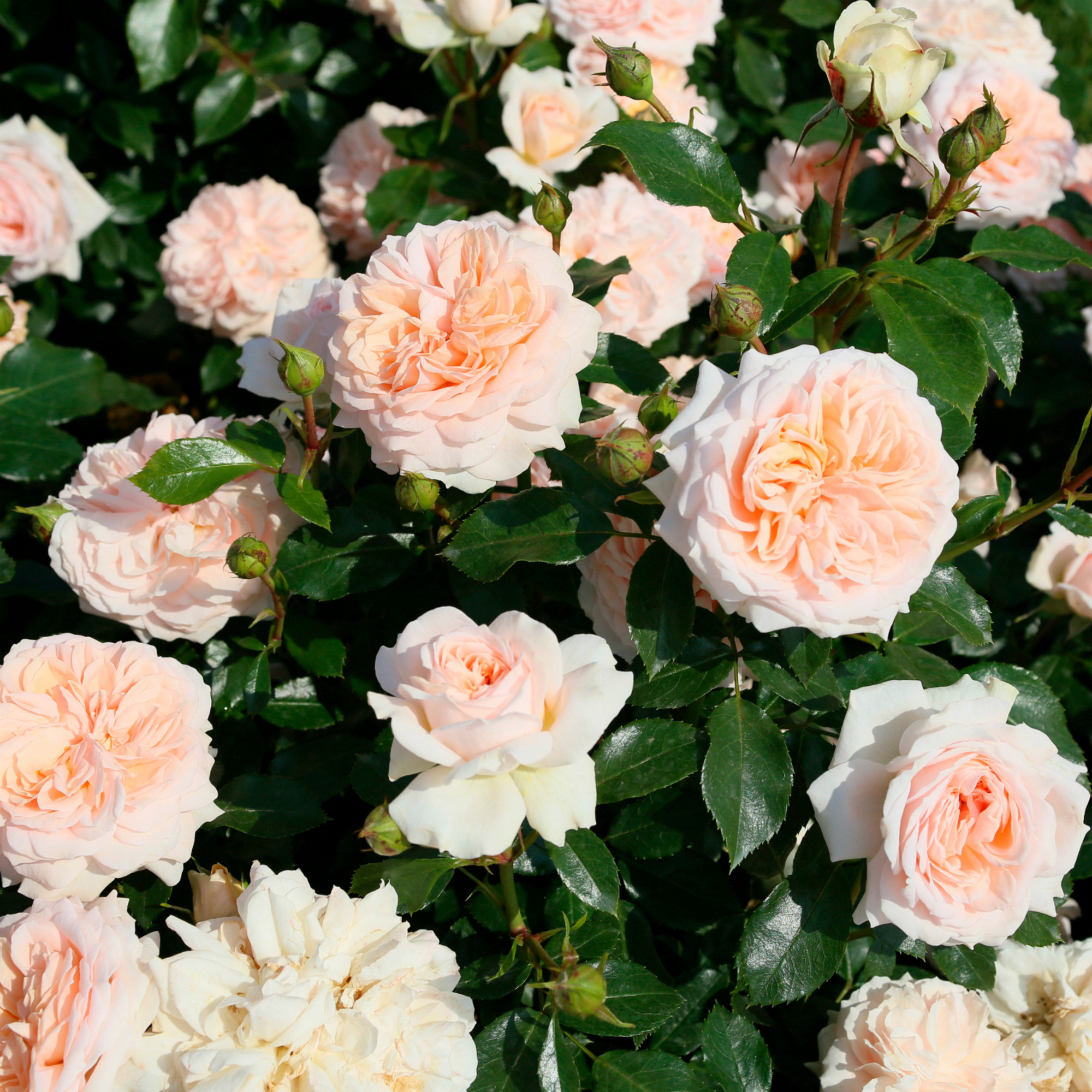 KORDES ROSEN Beetrose, Rosa »Garden of Roses®«, Blüte: rosa, gefüllt ...