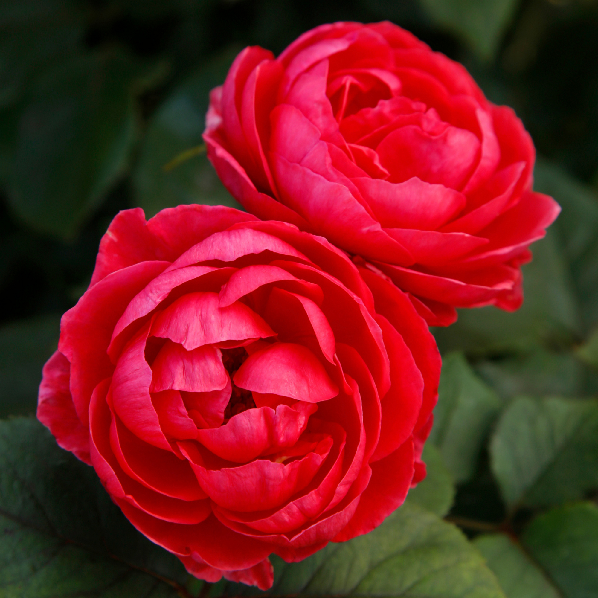 KORDES ROSEN Beetrose, Rosa »Gartenprinzessin Marie-Jose®«, Blüte ...