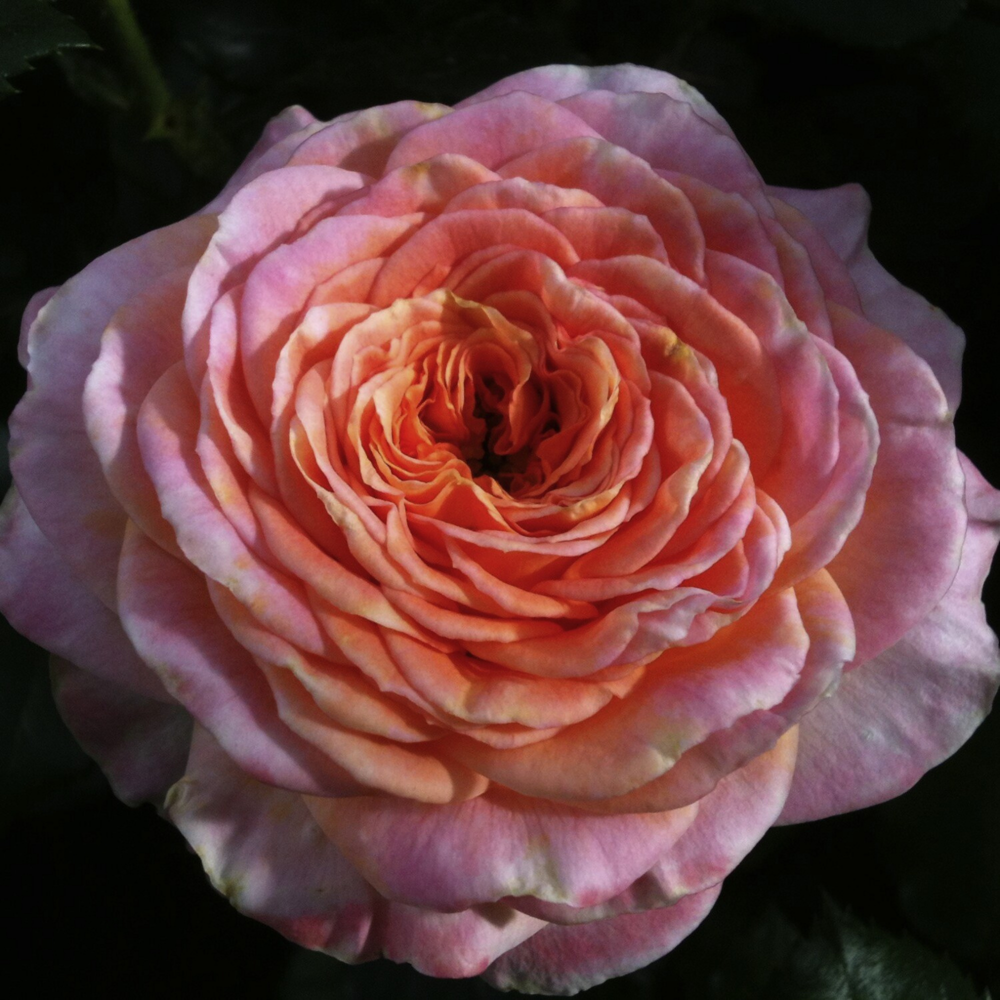 KORDES ROSEN Beetrose, Rosa »Meteor®«, Blüte: mehrfarbig, stark gefüllt ...