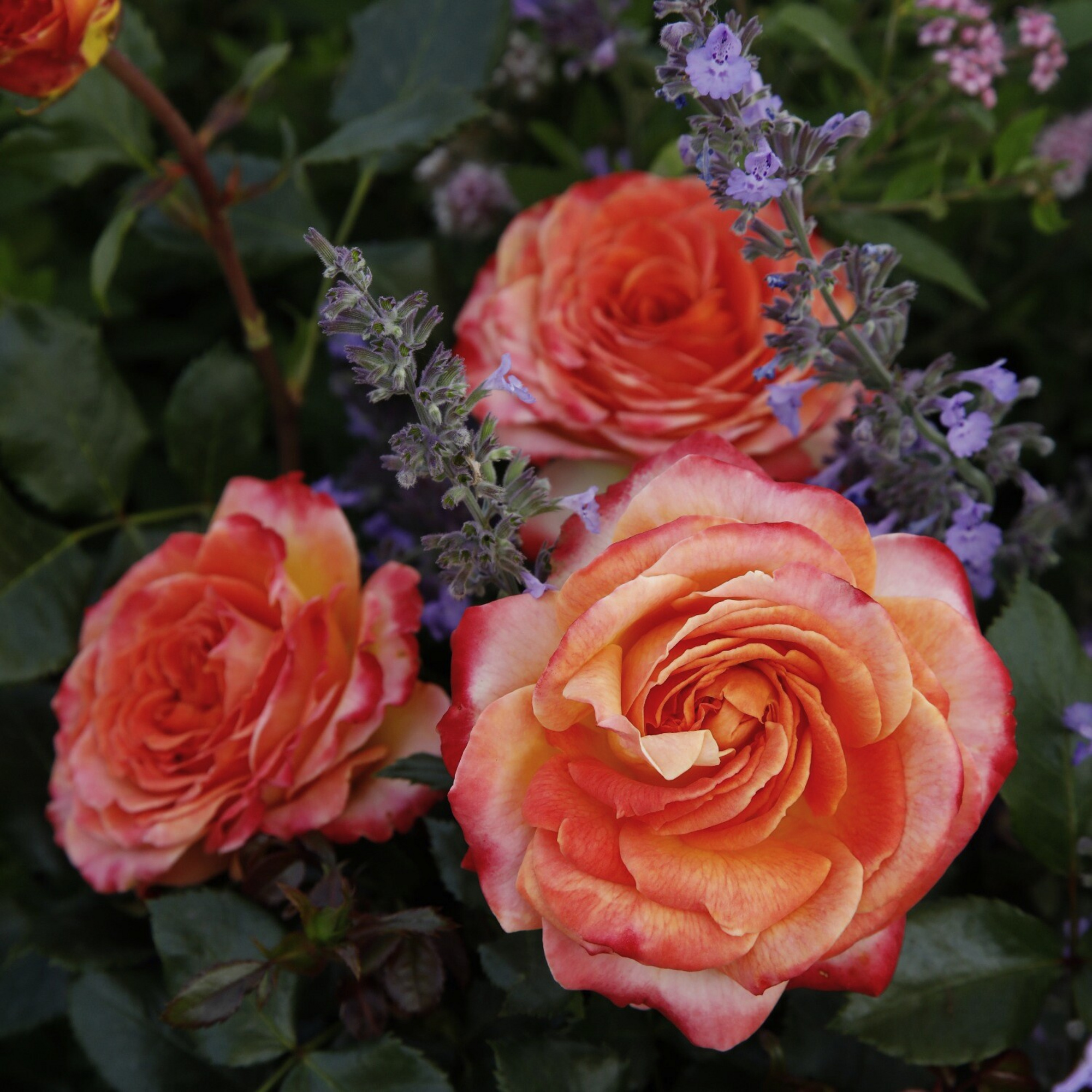 KORDES ROSEN Beetrose, Rosa »Meteor®«, Blüte: mehrfarbig, stark gefüllt ...
