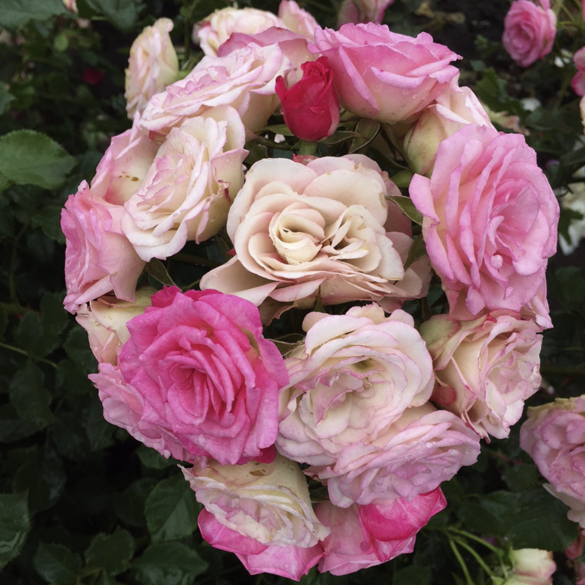 KORDES ROSEN Beetrose, Rosa »Xenia®«, Blüte: rosa, gefüllt - hagebau.de