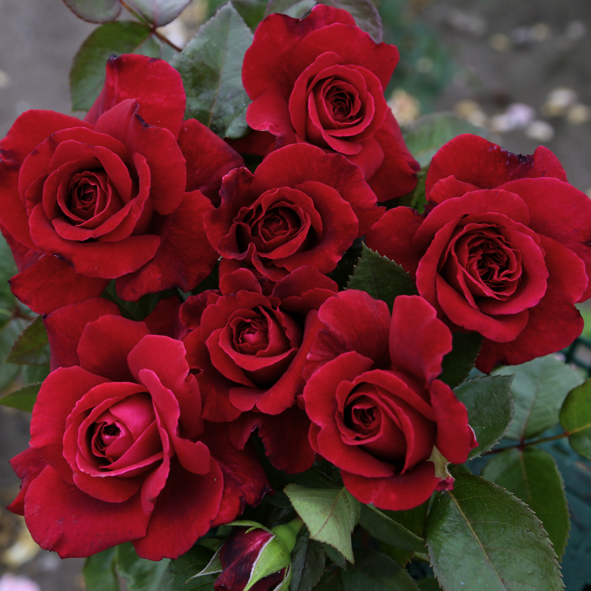 KORDES ROSEN Edelrose, Rosa »Bellevue®«, Blüte: rosarot, gefüllt ...