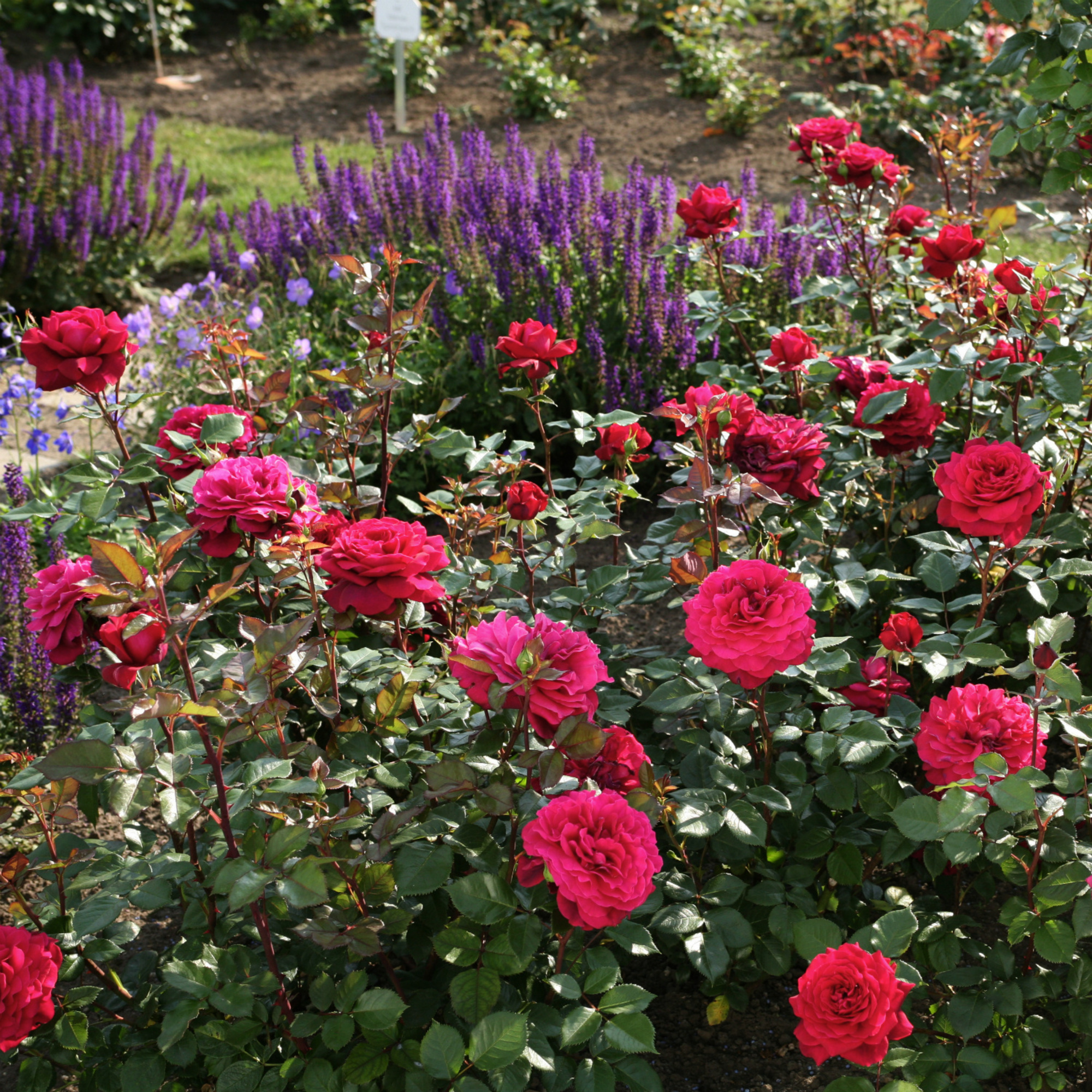 KORDES ROSEN Edelrose, Rosa »Bellevue®«, Blüte: rosarot, gefüllt ...