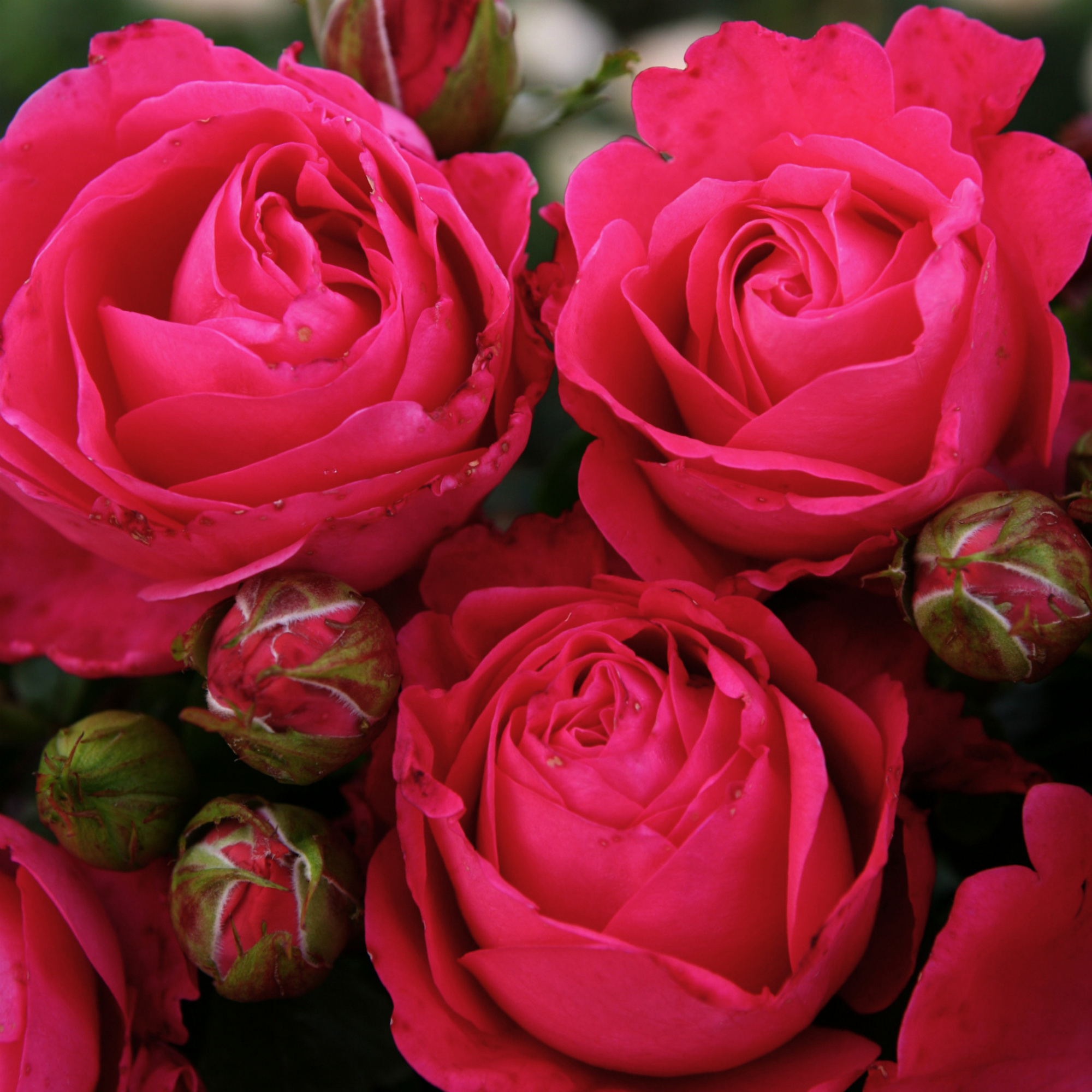 KORDES ROSEN Edelrose , Rosa »Cherry Lady®«, Blüte: rosarot, gefüllt ...