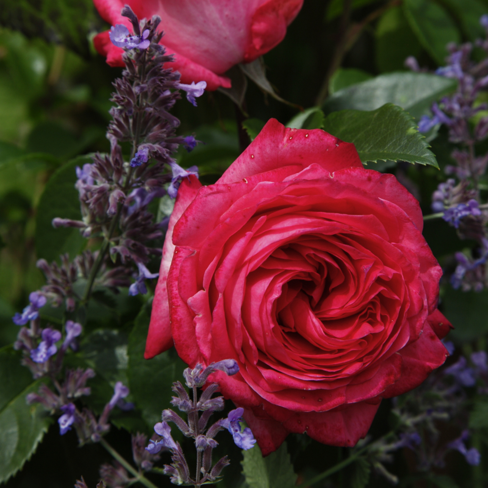 KORDES ROSEN Edelrose , Rosa »Cherry Lady®«, Blüte: rosarot, gefüllt ...