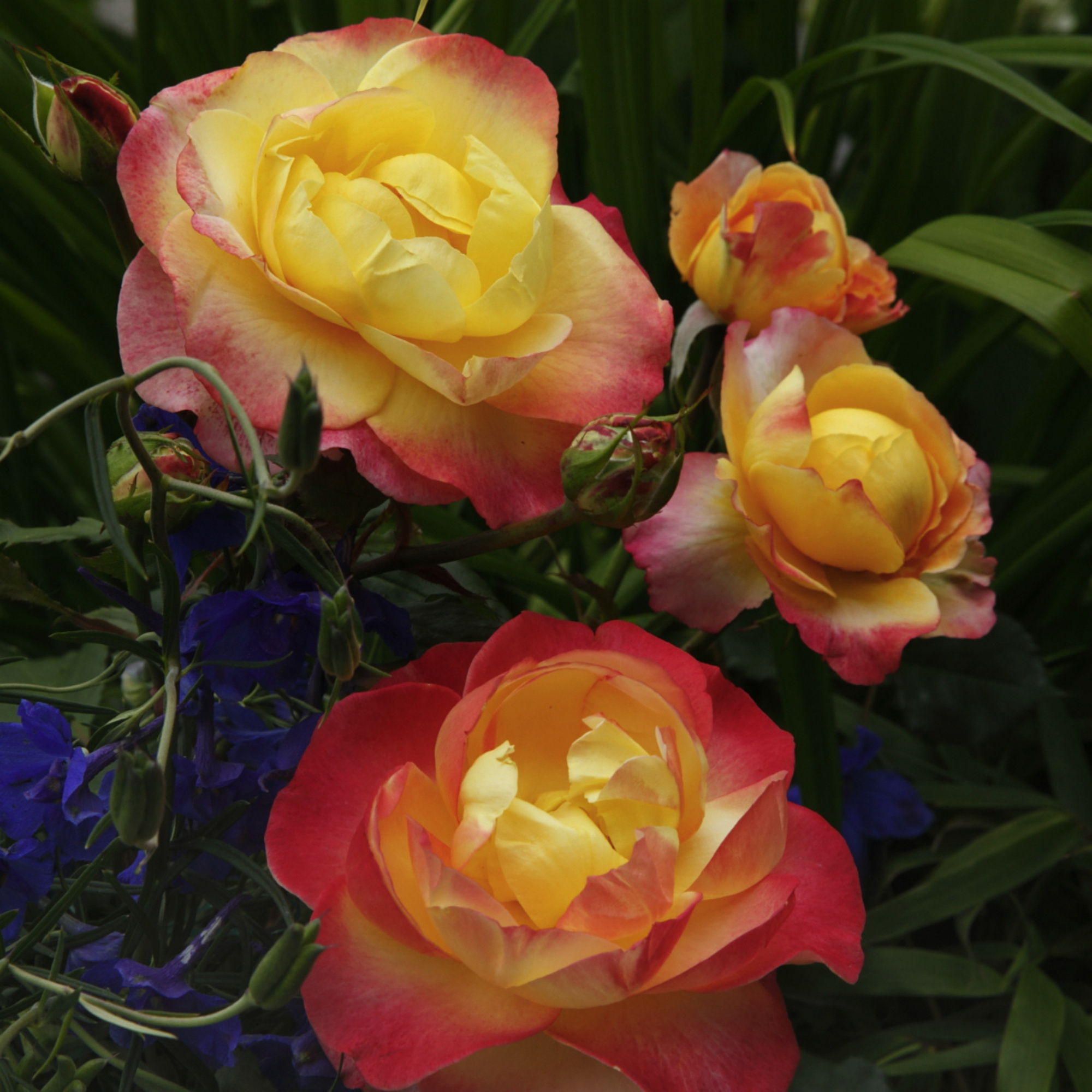 KORDES ROSEN Edelrose, Rosa »Flaming Star®«, Blüte: orange, gefüllt ...