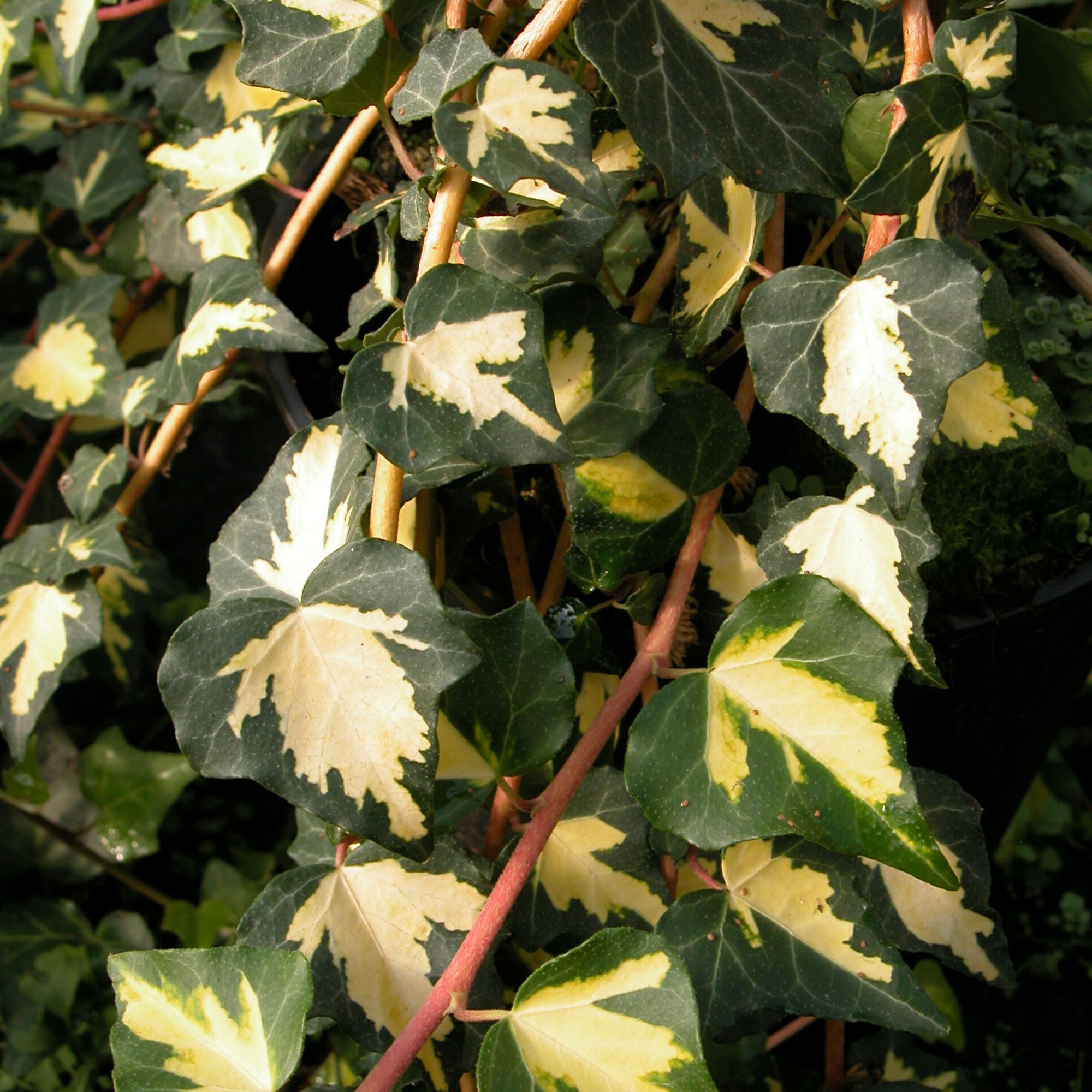 Gartenkrone Efeu, Hedera helix »Goldheart«, winterhart - hagebau.de