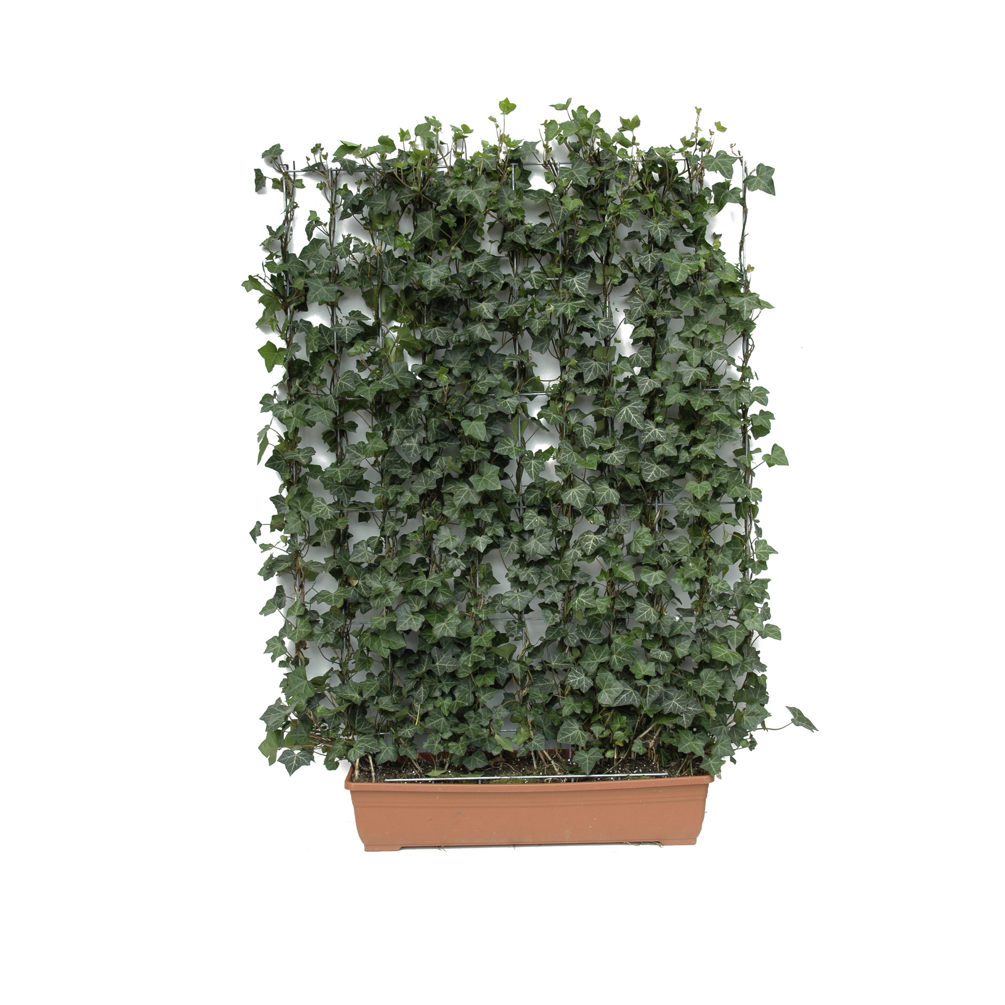 HELIX PFLANZEN Efeu, Hedera helix »Woerneri«, dunkelgrün, winterhart ...