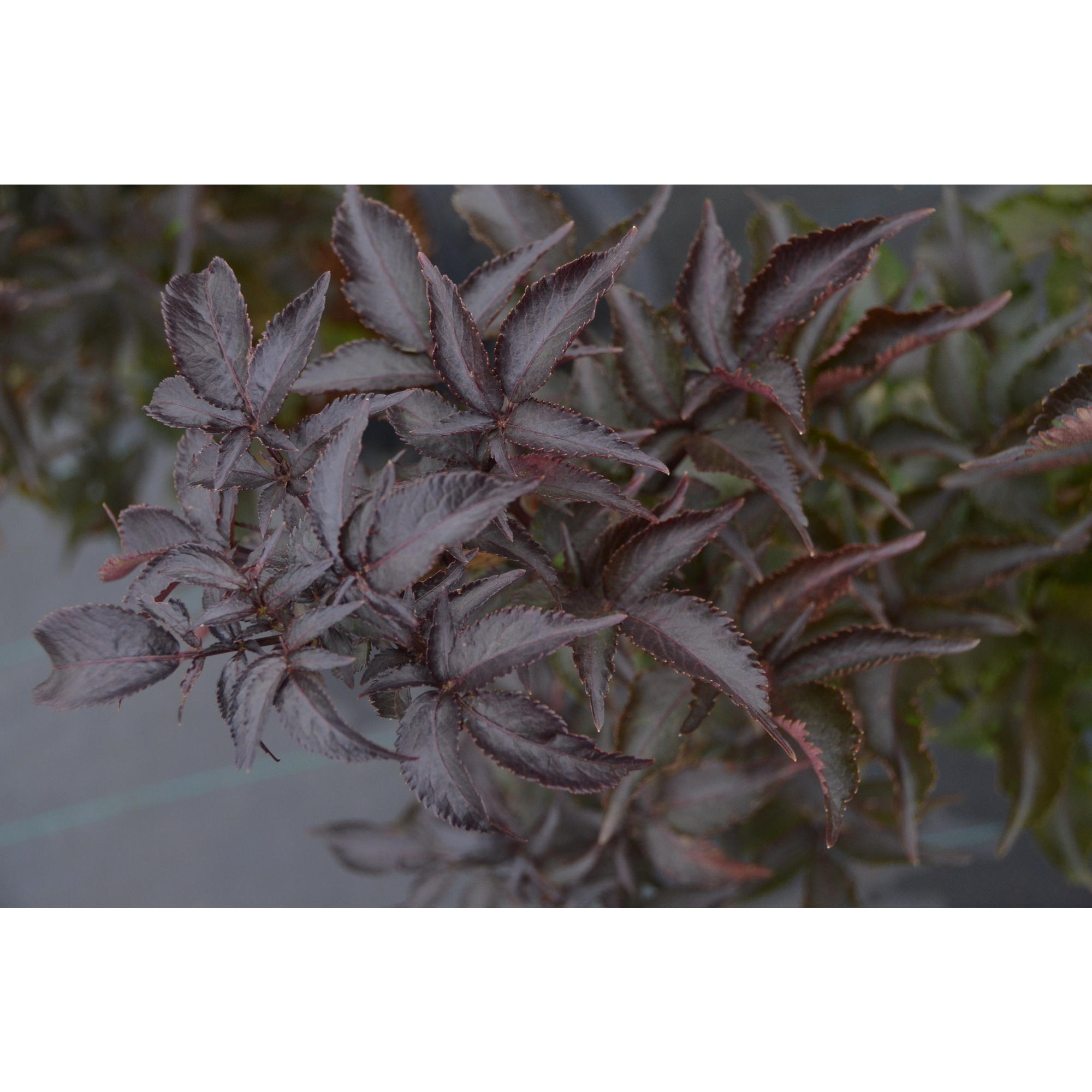 Gartenkrone Holunder, Sambucus nigra »Black Tower-R«, Blätter: rot ...