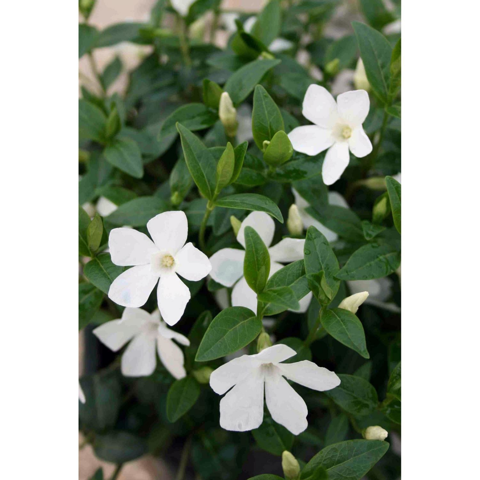 Vinca Minor Weiss