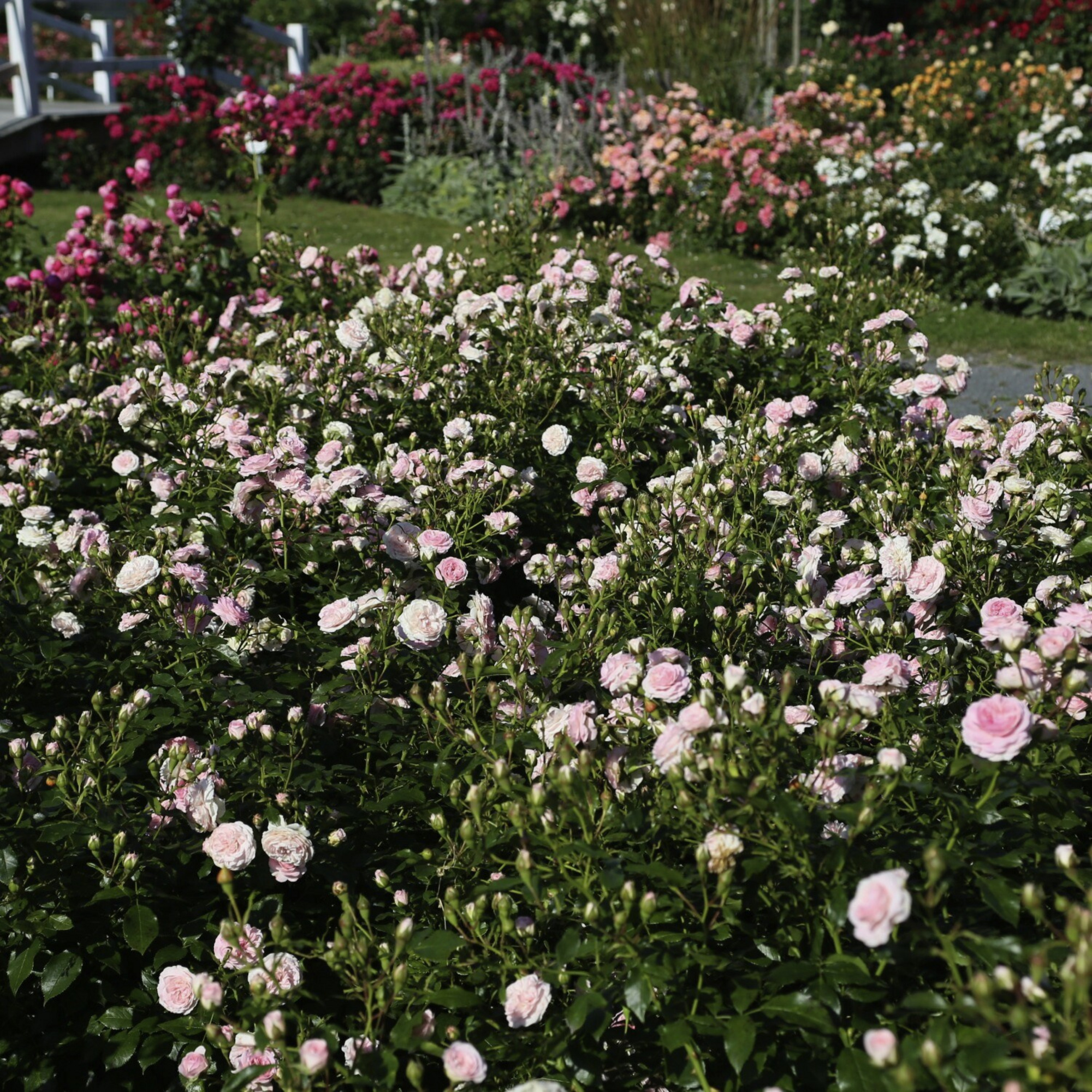 KORDES ROSEN Kleinstrauchrose, Rosa »Larissa®«, Blüten: rosa - hagebau.de