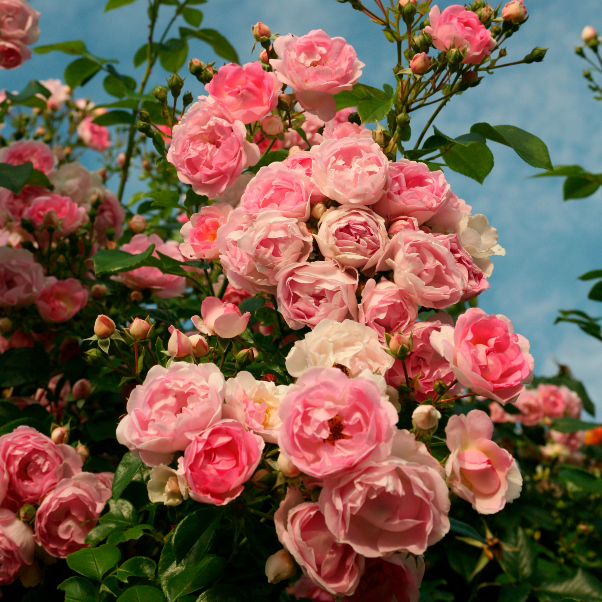 KORDES ROSEN Kletterrose Rosa »Jasmina®« - hagebau.de