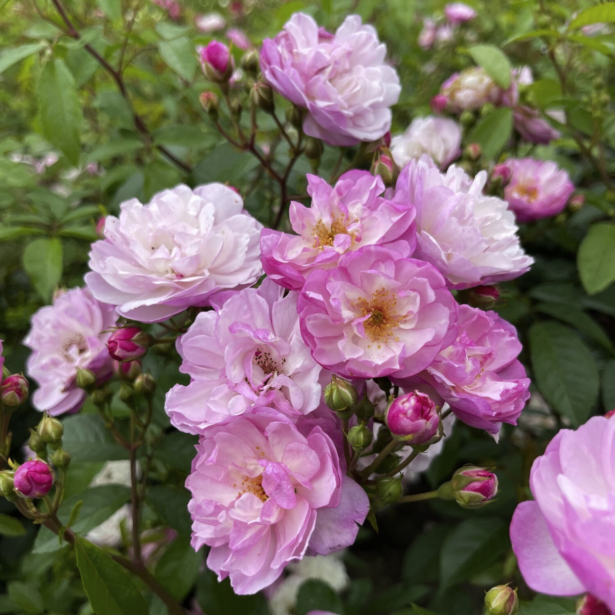 KORDES ROSEN Kletterrose, Rosa »‘Lavender‘ Siluetta®«, Blütenfarbe ...