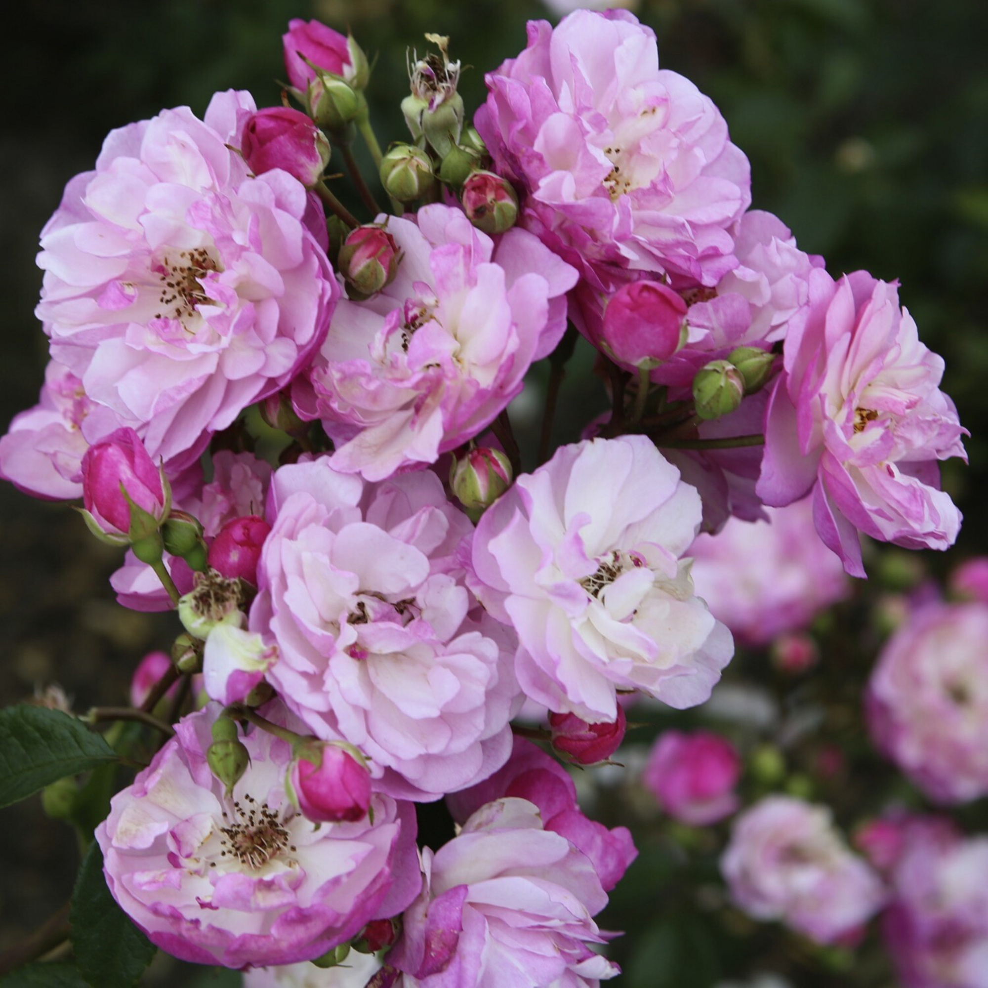 KORDES ROSEN Kletterrose, Rosa »‘Lavender‘ Siluetta®«, Blütenfarbe ...