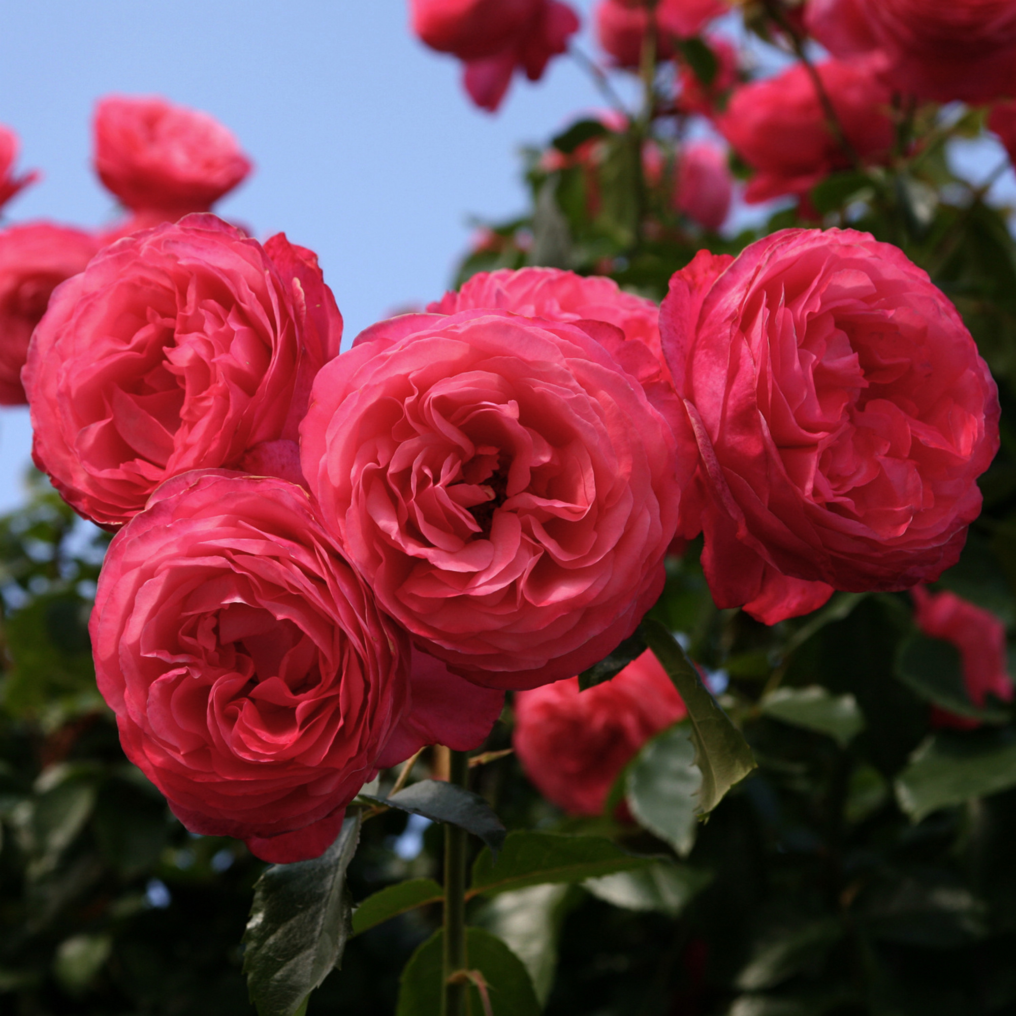 KORDES ROSEN Kletterrose Rosa »Rosanna®« - hagebau.de