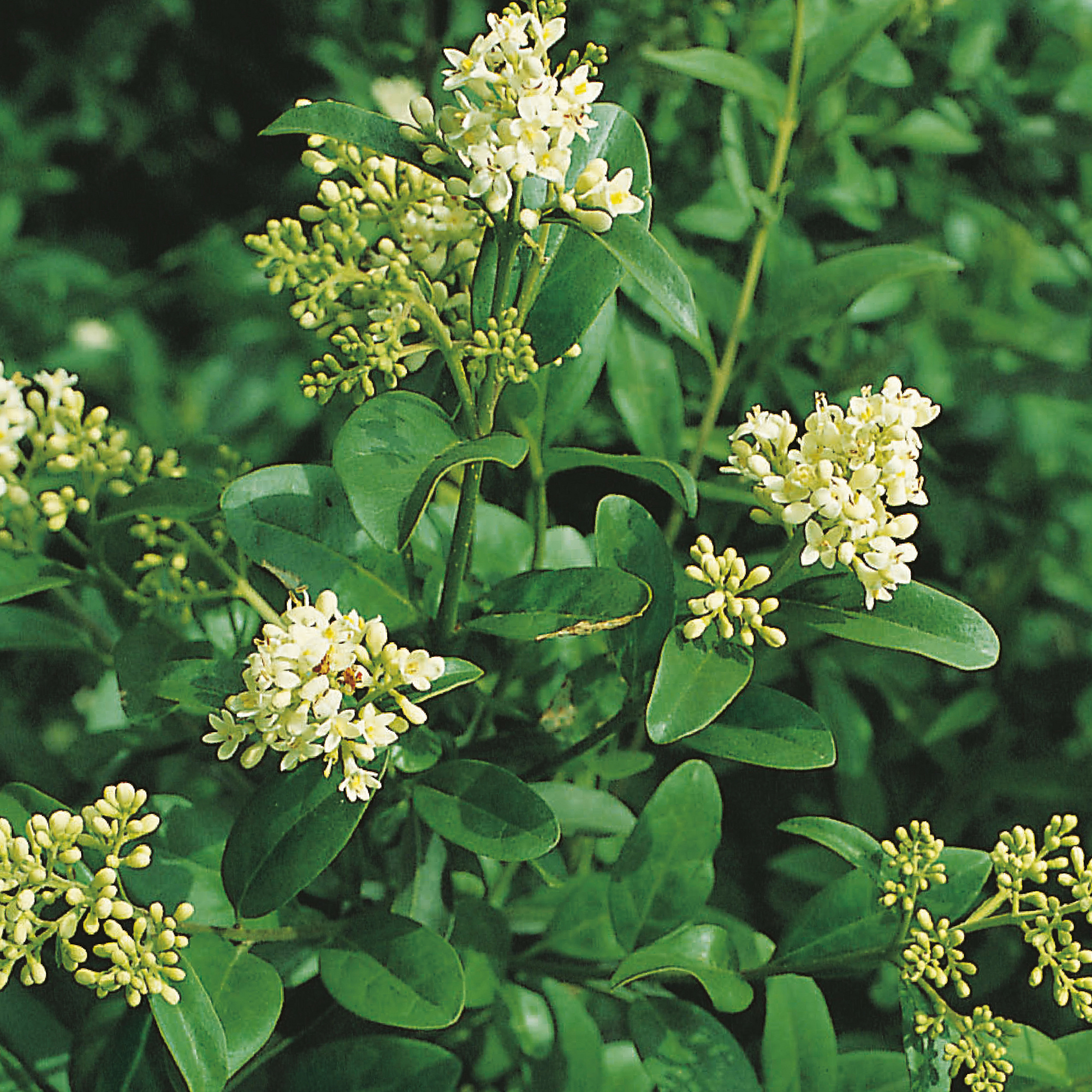 Gartenkrone Liguster, Ligustrum vulgare »Atrovirens Select«, Blätter ...
