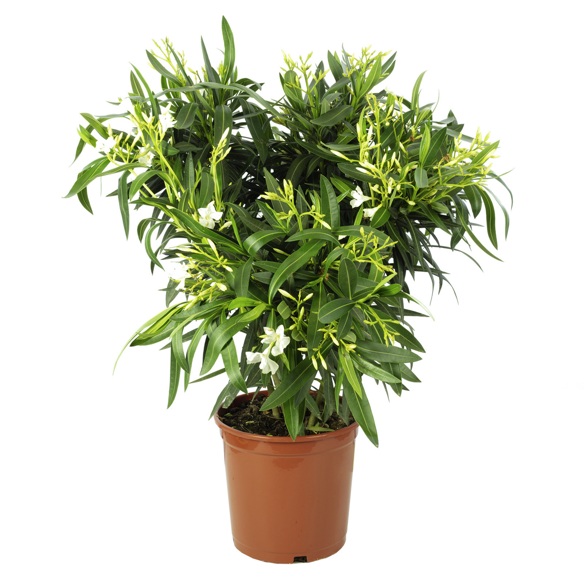 flowerbox Rosenlorbeer, Nerium Oleander - hagebau.de