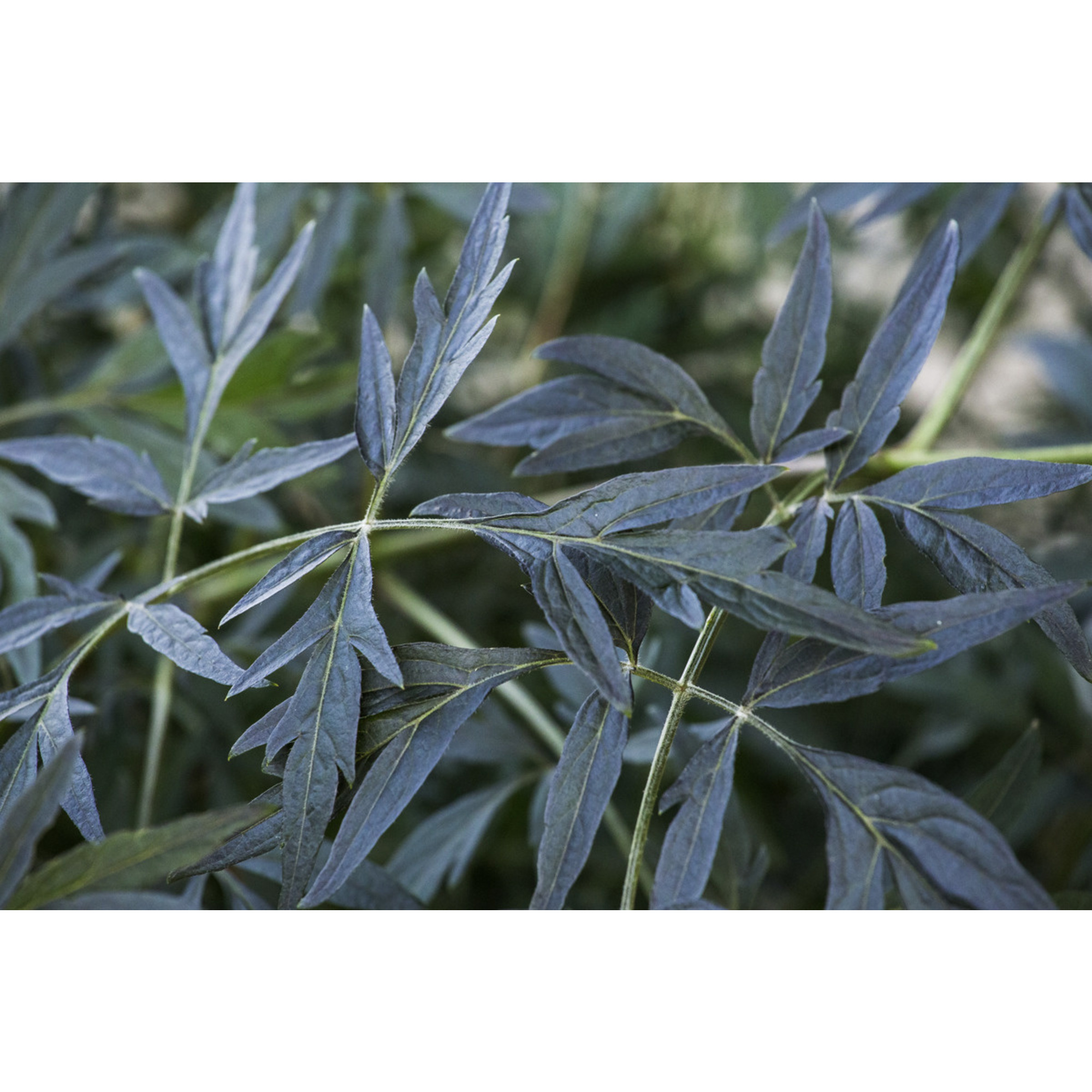 Gartenkrone Rotlaubiger Holunder, Sambucus nigra »Black Lace«, Blätter ...