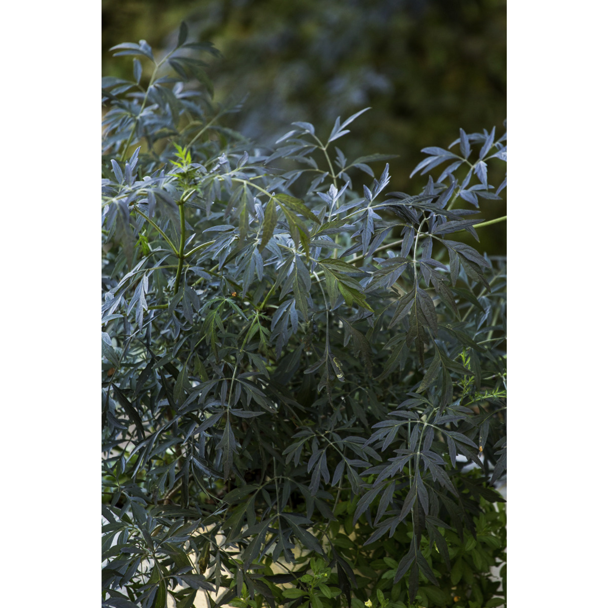 Gartenkrone Rotlaubiger Holunder, Sambucus nigra »Black Lace«, Blätter ...