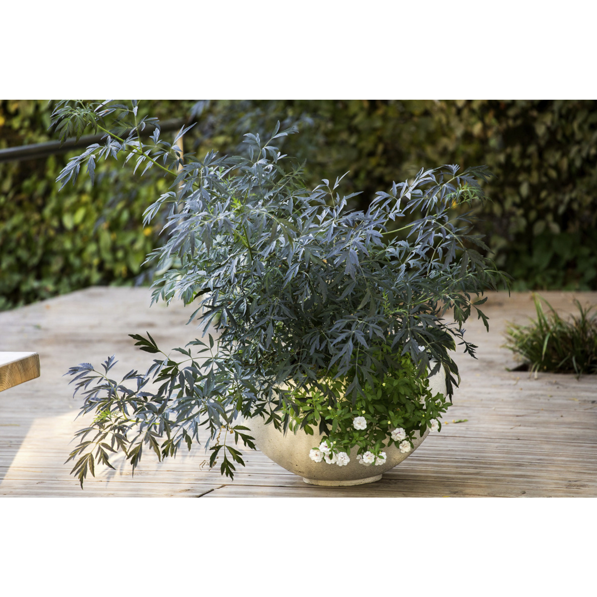 Gartenkrone Rotlaubiger Holunder, Sambucus nigra »Black Lace«, Blätter ...