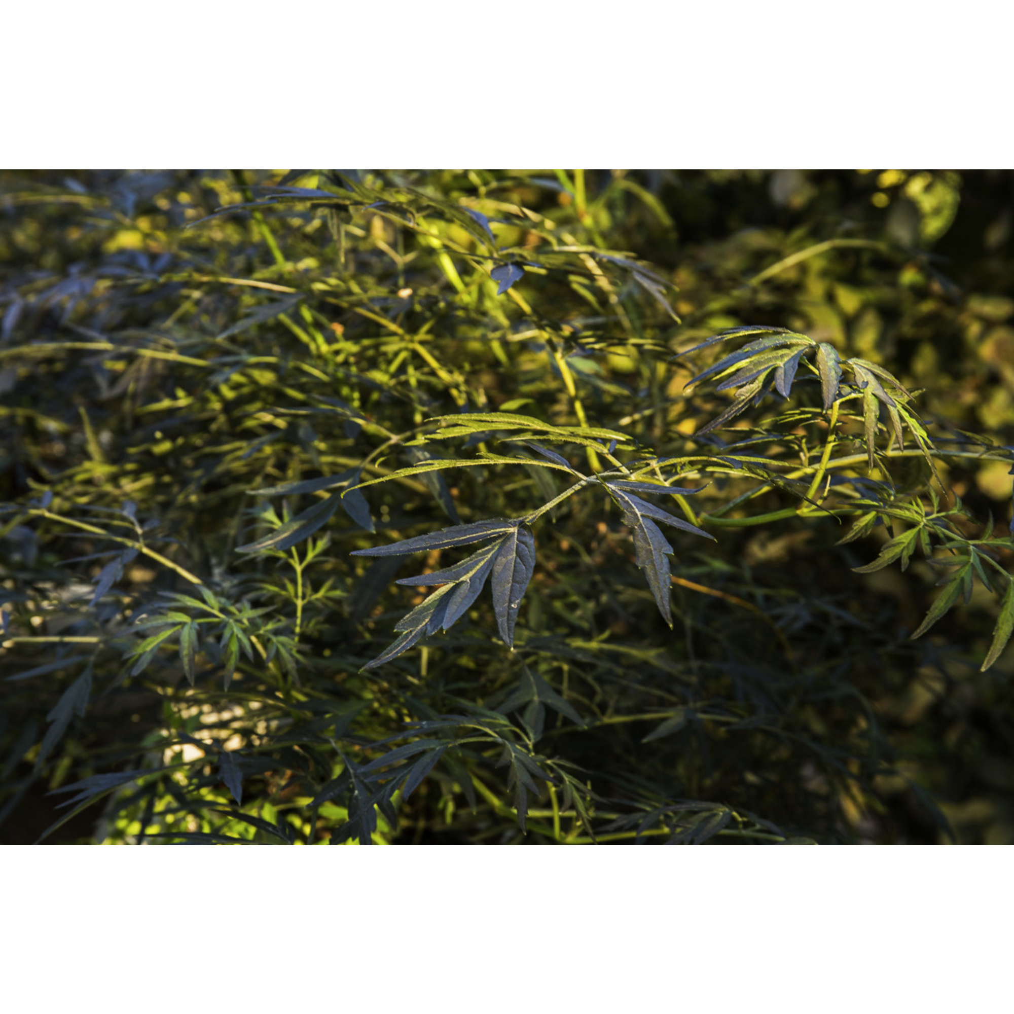 Gartenkrone Rotlaubiger Holunder, Sambucus nigra »Black Lace«, Blätter ...