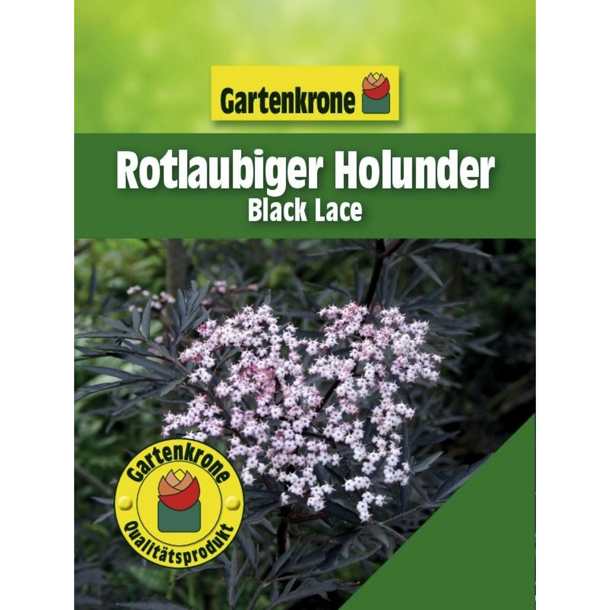Gartenkrone Rotlaubiger Holunder, Sambucus nigra »Black Lace«, Blätter ...