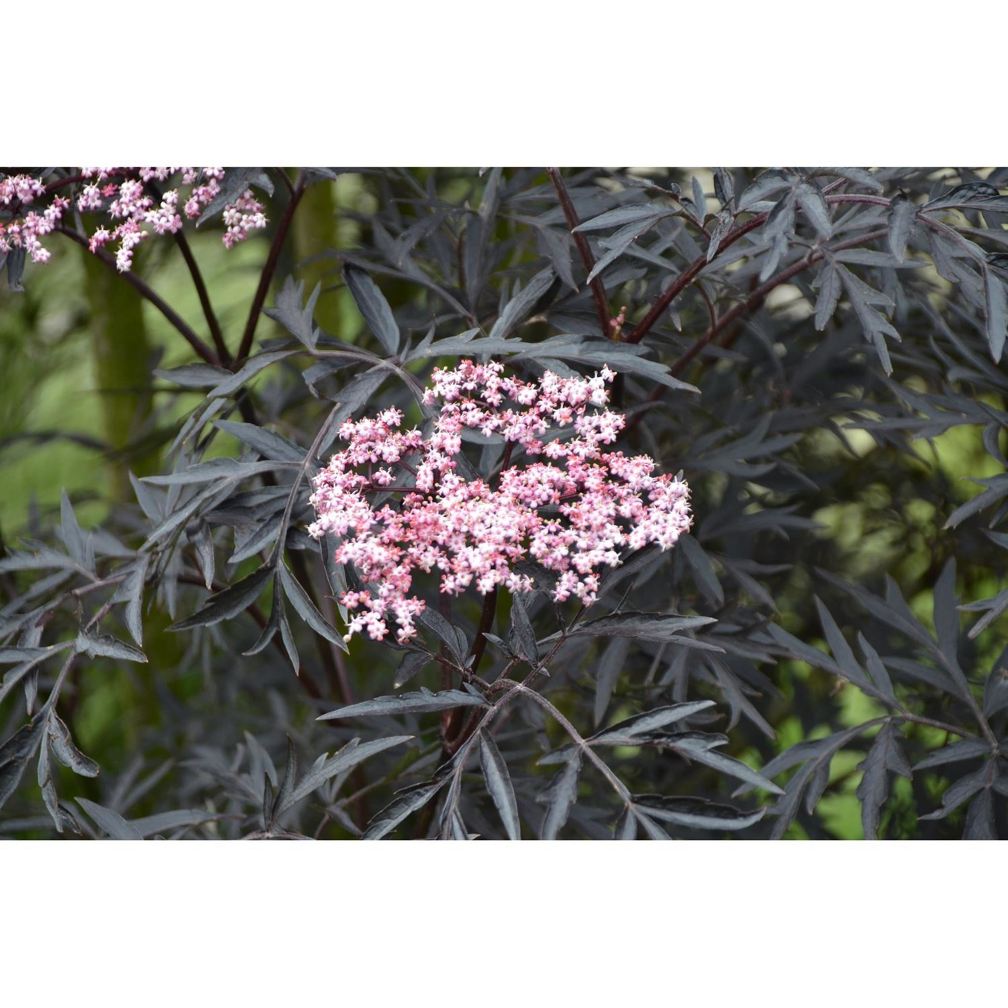 Gartenkrone Rotlaubiger Holunder, Sambucus nigra »Black Lace«, Blätter ...