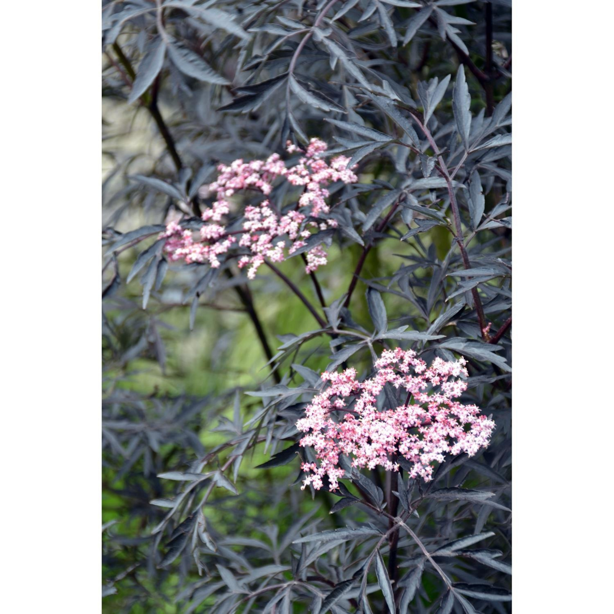 Gartenkrone Rotlaubiger Holunder, Sambucus nigra »Black Lace«, Blätter ...
