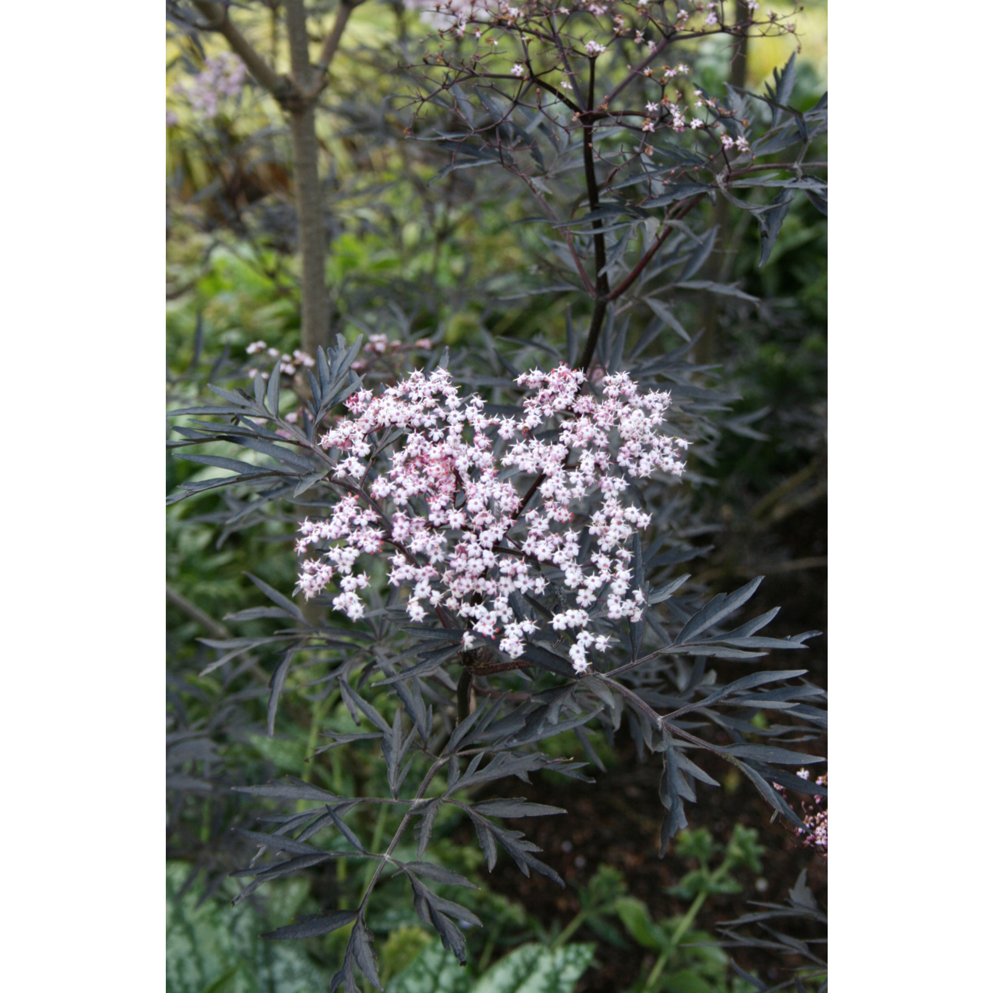 Gartenkrone Rotlaubiger Holunder, Sambucus nigra »Black Lace«, Blätter ...