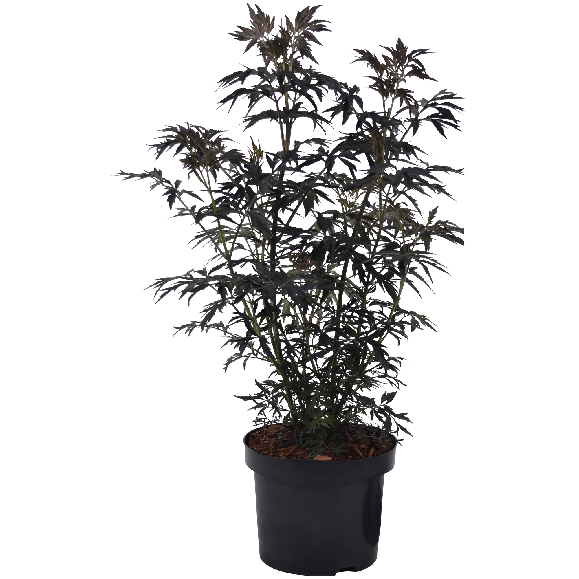 Gartenkrone Rotlaubiger Holunder, Sambucus nigra »Black Lace«, Blätter ...