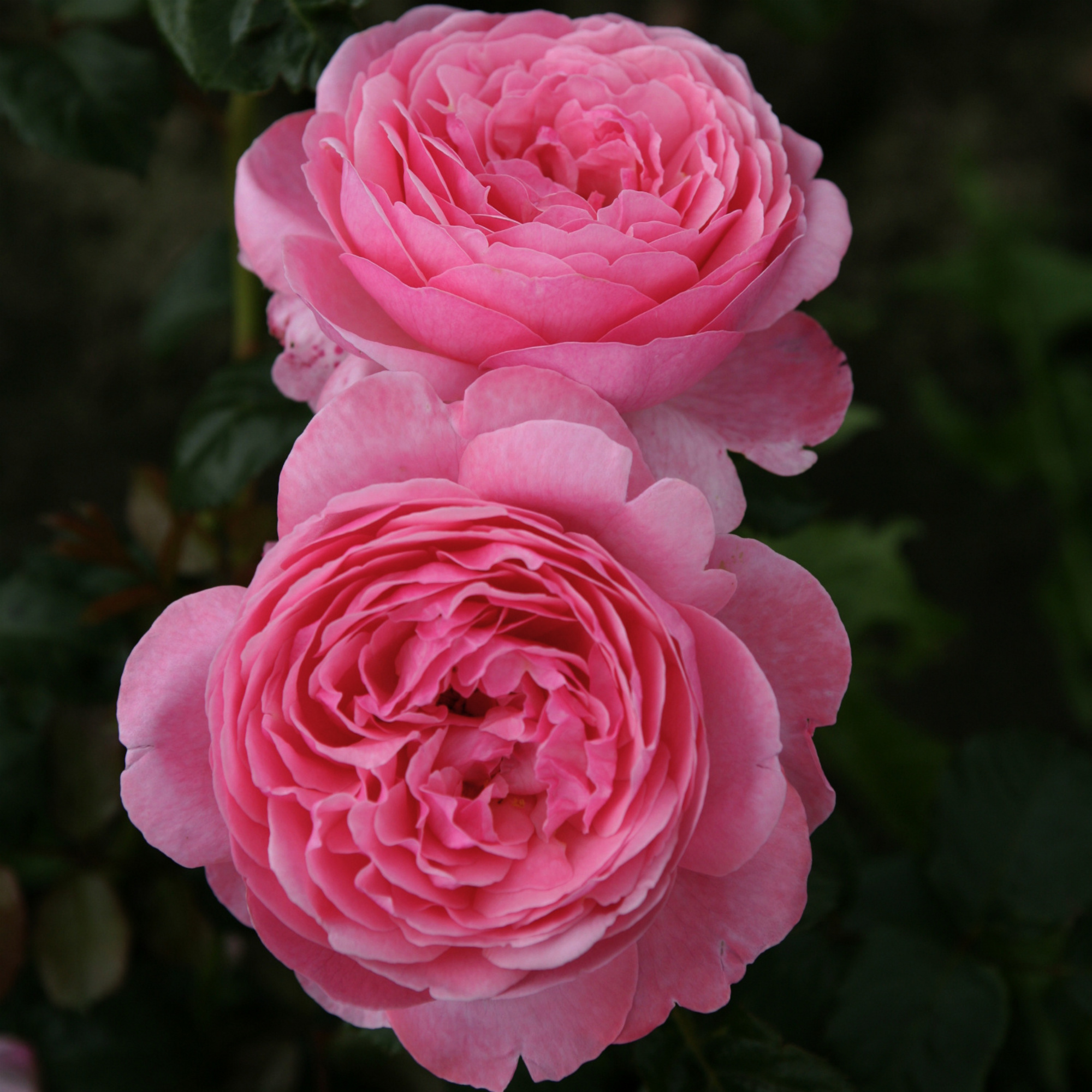 KORDES ROSEN Strauchrose, Rosa »Flora Colonia/Kölner Flora®«, Blüte ...