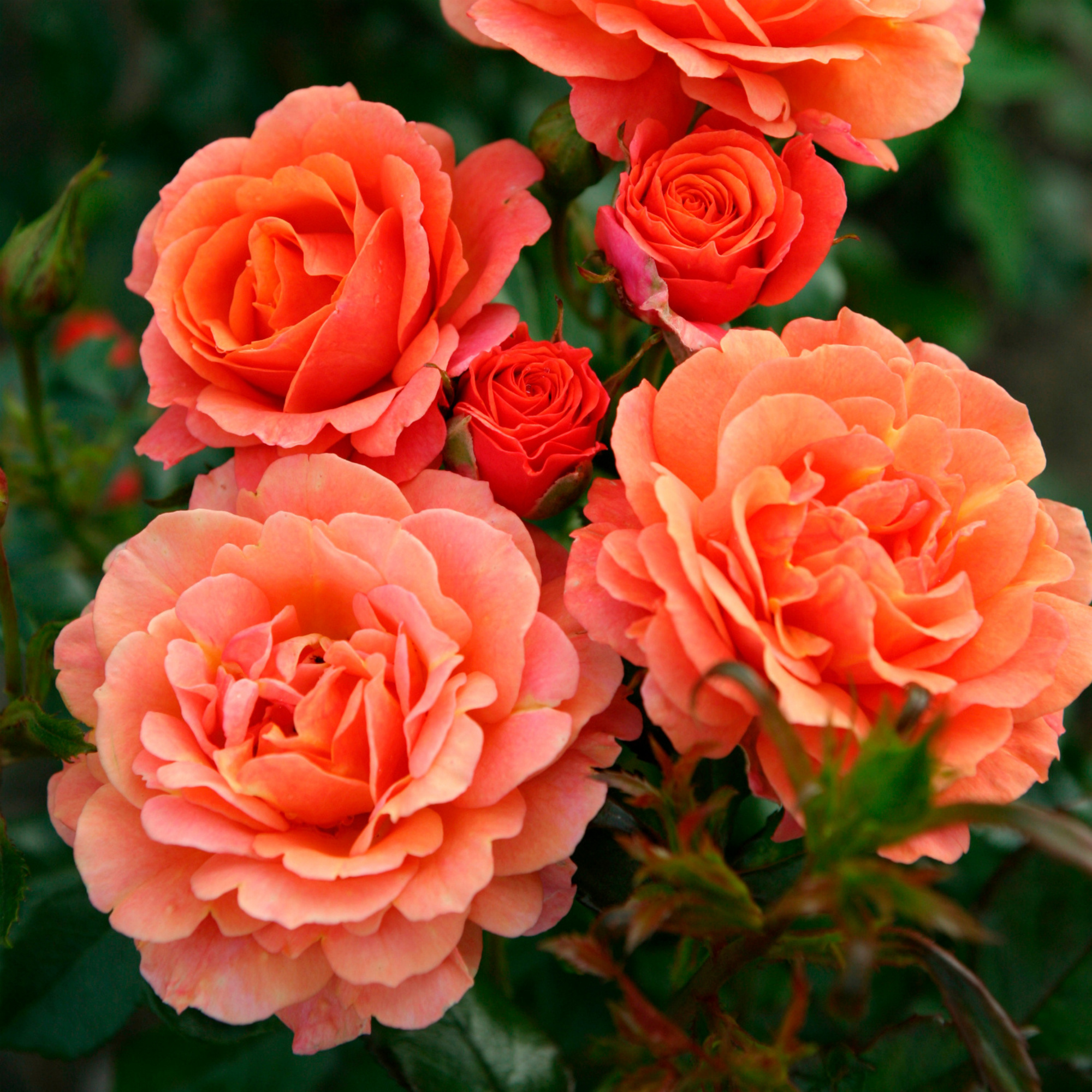KORDES ROSEN Strauchrose, Rosa »Lambada®«, Blüte: orange, gefüllt ...