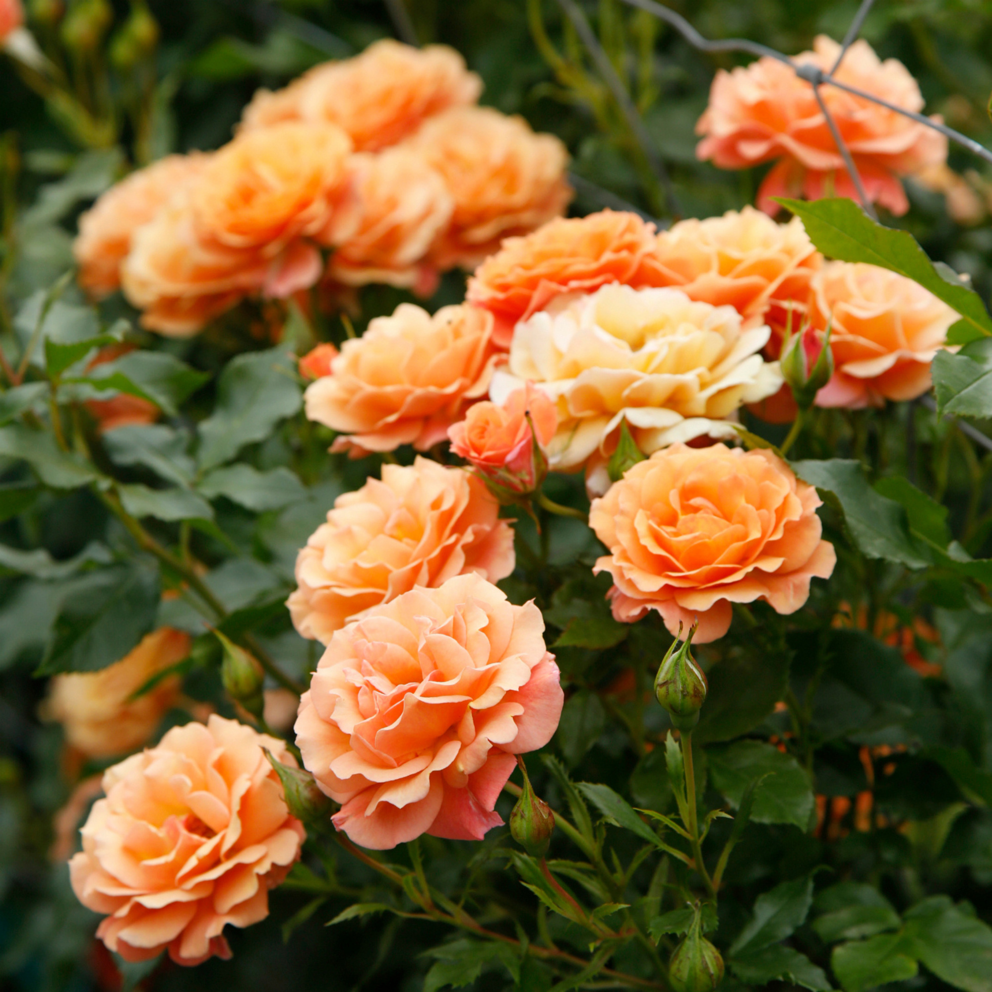 KORDES ROSEN Strauchrose, Rosa »Lambada®«, Blüte: orange, gefüllt ...