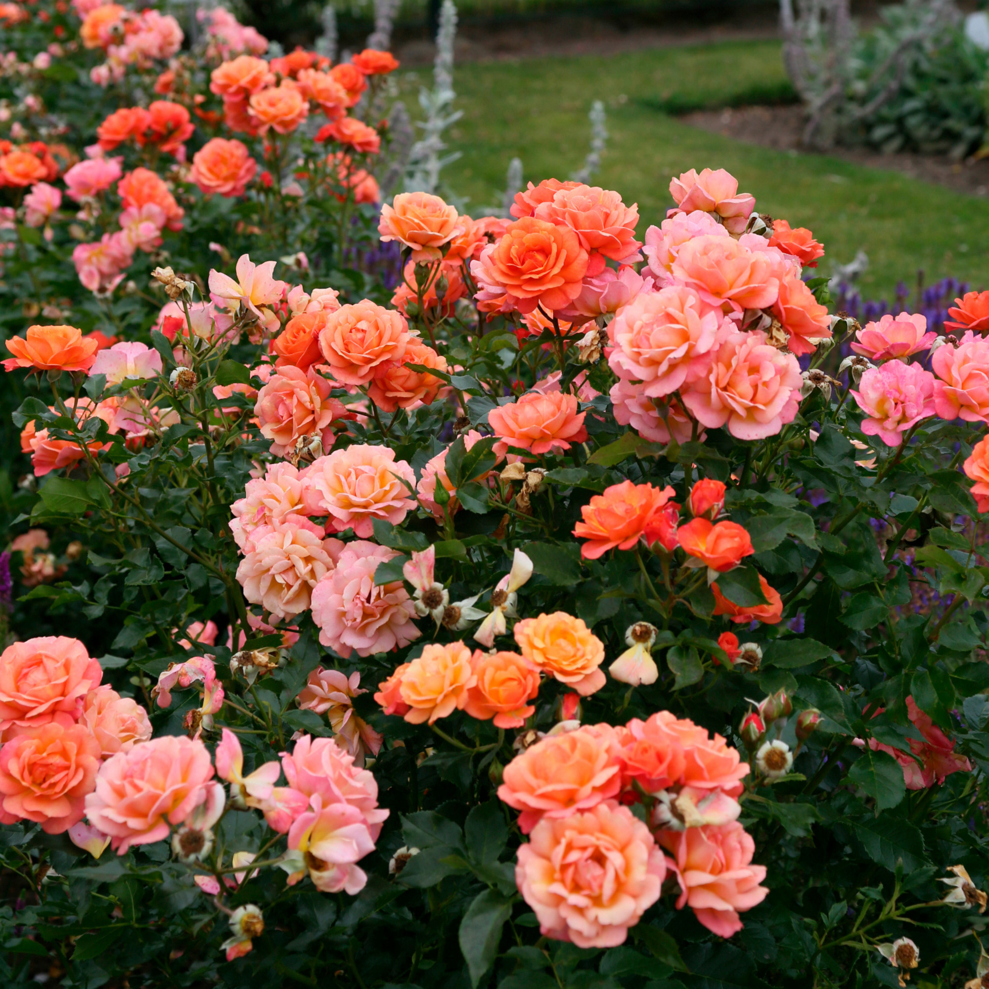 KORDES ROSEN Strauchrose, Rosa »Lambada®«, Blüte: orange, gefüllt ...
