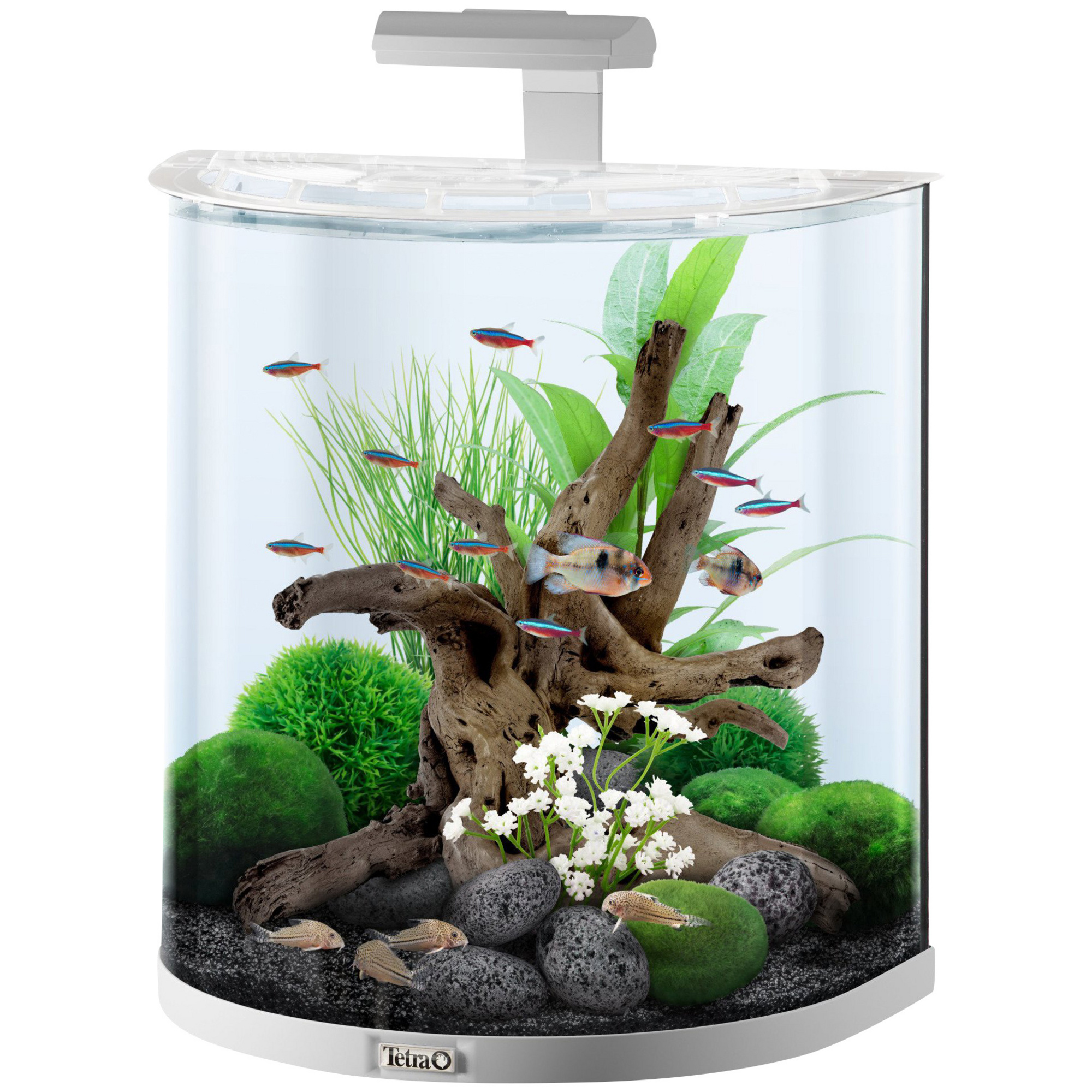 Wunderschöne Tetra Aquarium 60l Ebenbild