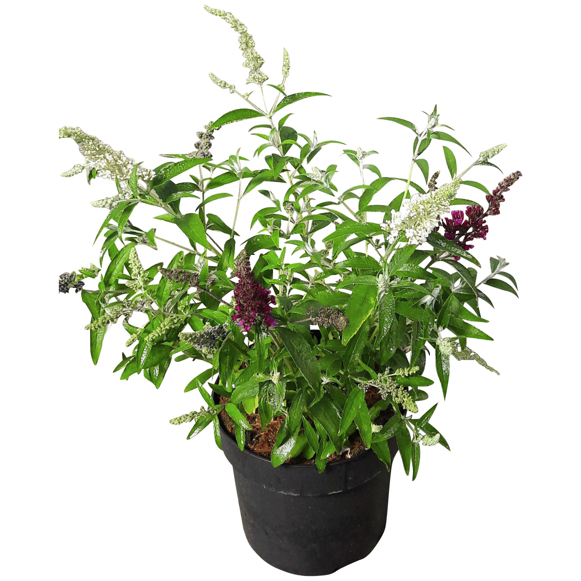 Zwerg-Sommerflieder, Buddleja Buzz® »Trio«, Blätter: grün, Blüten: bunt ...
