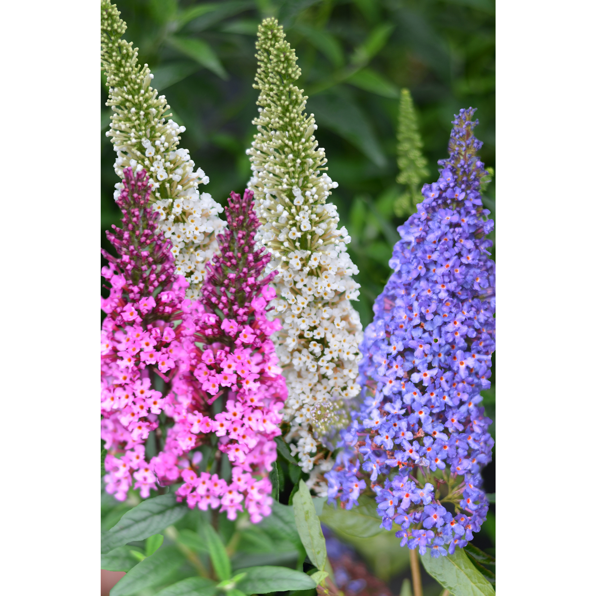 Zwerg-Sommerflieder, Buddleja Buzz® »Trio«, Blätter: grün, Blüten: bunt ...