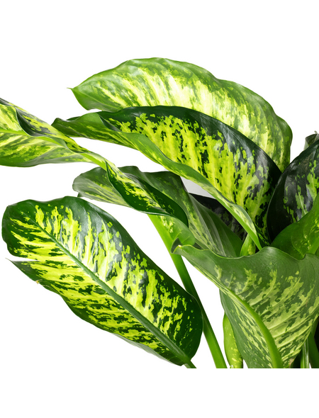 Dieffenbachie, Dieffenbachia seguine, im Topf - Hagebau.de
